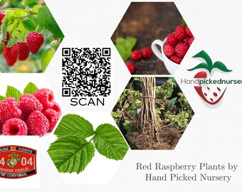5 Raspberry Plants Joan J Completely Thornless, Everbearing, High ...