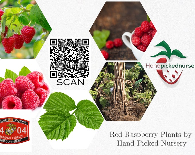 Raspberry Joan J-rootstock Completely Thornless, Everbearing, High ...