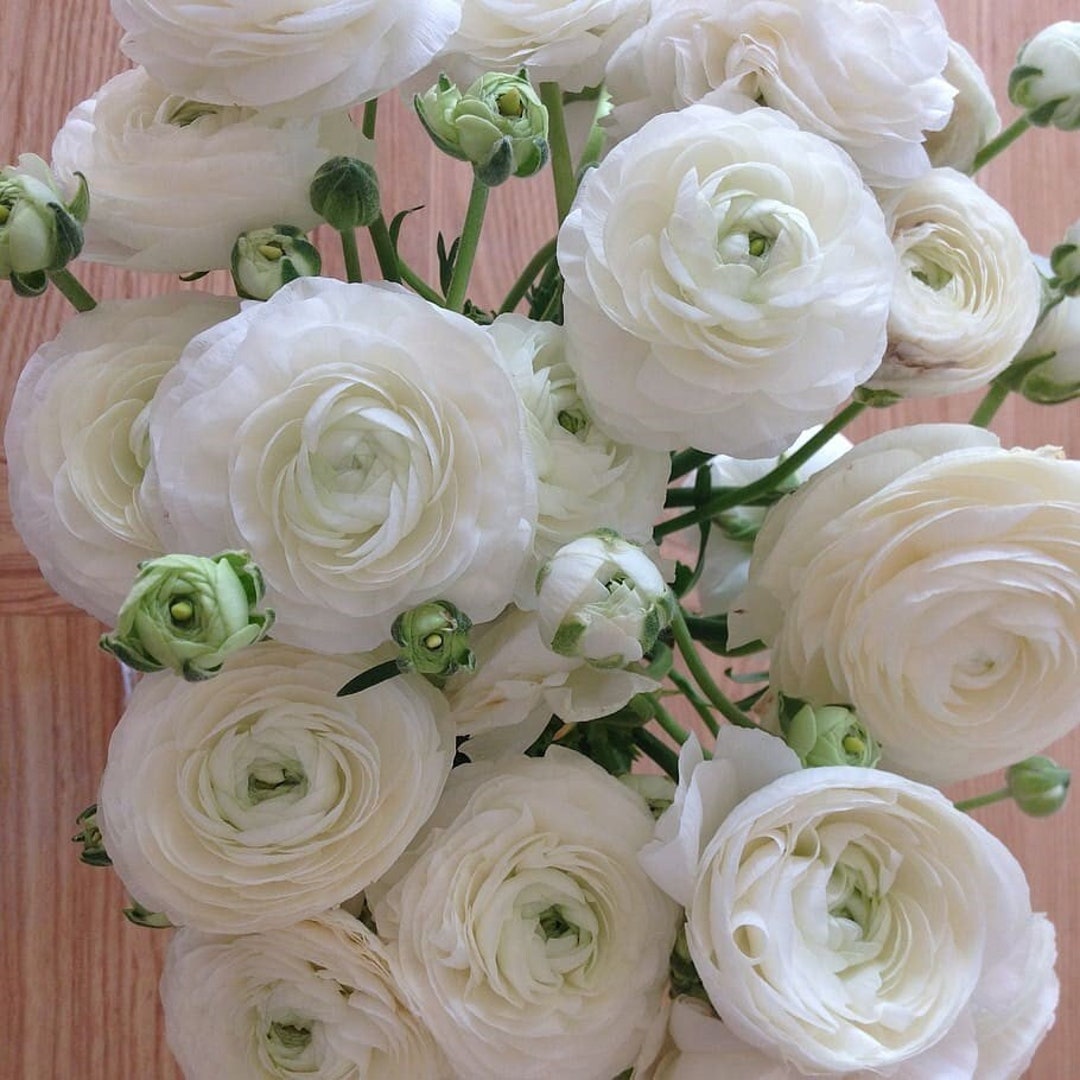 25 Ranunculus White Shade Bulbs Buy 3 Get 1 Free - Etsy