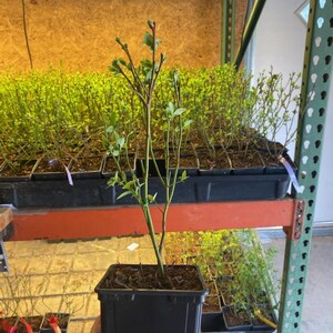 2 Rubel Northern Highbush Blueberry 1 Quart SIZED PLANT Ship Bare Root ...
