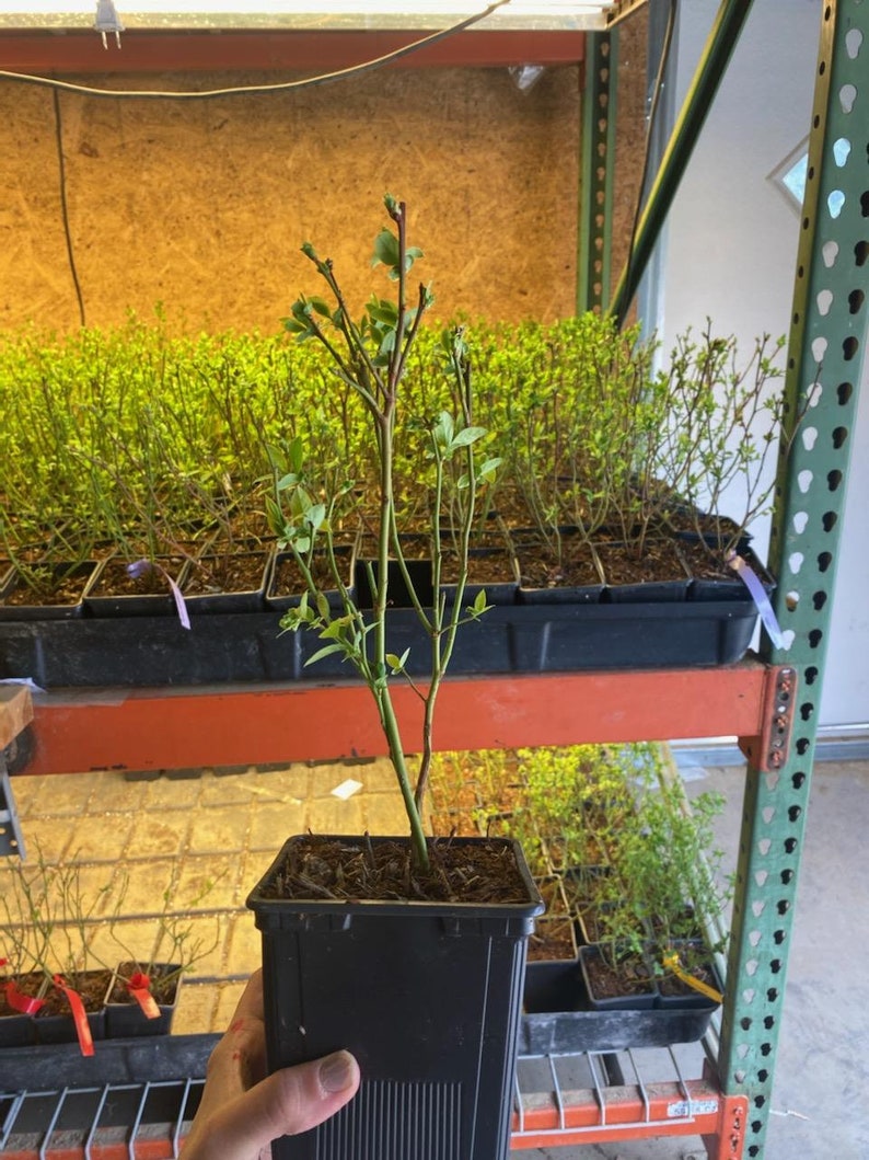 2 Rubel Northern Highbush Blueberry 1 Quart SIZED PLANT Ship Bare Root ...