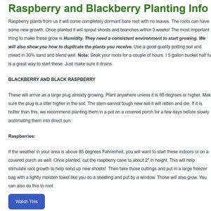 Golden-raspberry-plant-anne-non-gmo-buy-4-get-1 - Etsy