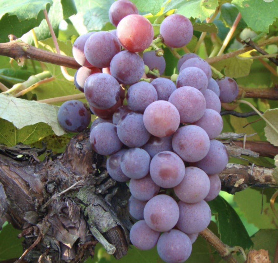 Grape Vine Collection — Concord, Catawba, and Niagara (1 Each) — Bare ...