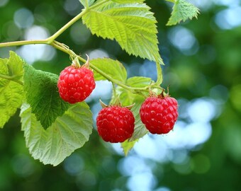 Raspberry Bare Root - Etsy