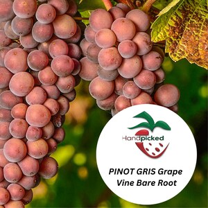 1 PINOT GRIS Grape Vine - 1 Bare Root Live Plant - Buy 4 Get 1 Free ...