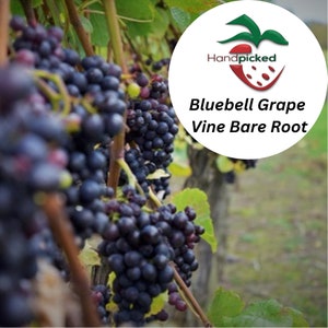 BLUEBELL Grape Vine 1 Bare Root Live Plant PREORDER Ship in April - Etsy