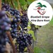 BLUEBELL Grape Vine 1 Bare Root Live Plant PREORDER Ship in April - Etsy