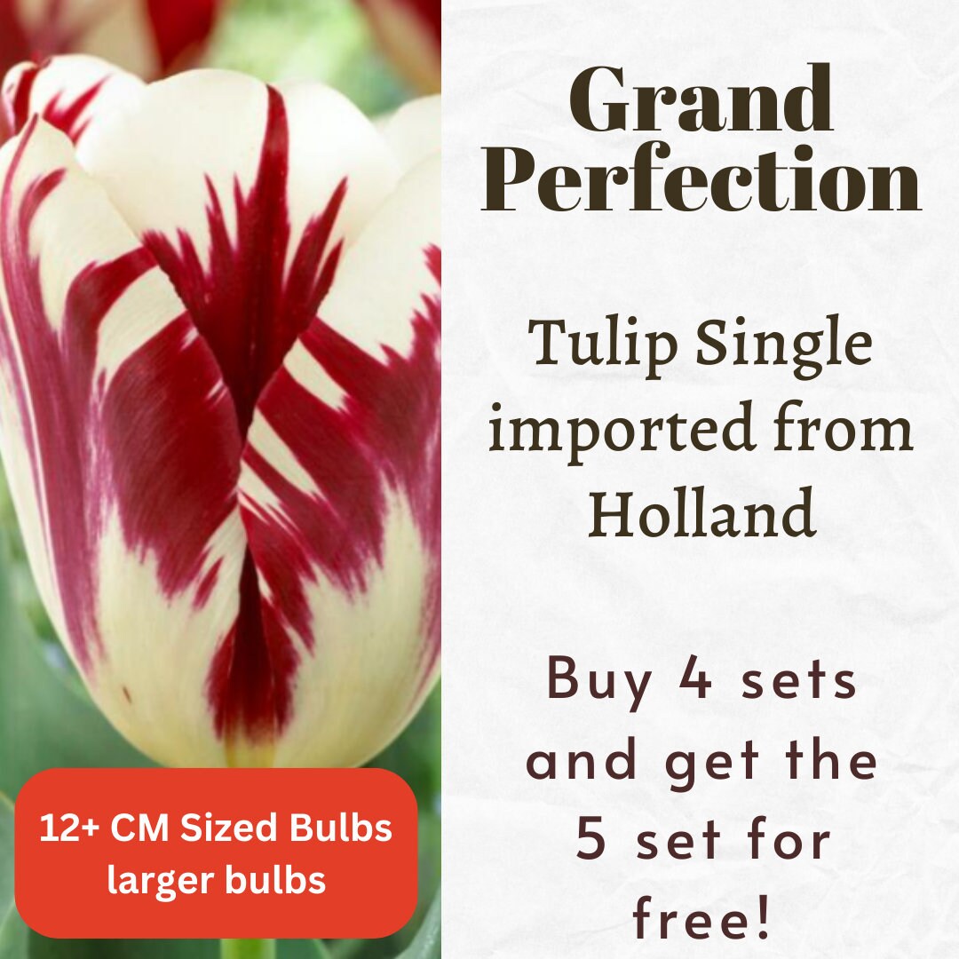 Tulip Single Late 'grand Perfection' Size 12/+ Cm- 5 Bulbs - Buy 4 Sets ...