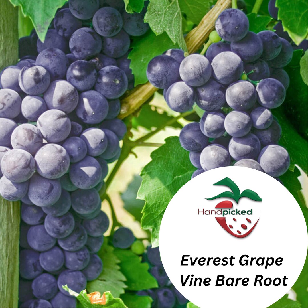 EVEREST Grape Vine 1 Bare Root Live Plant PREORDER Ship in April - Etsy