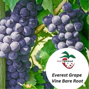 Everest Grape Vine – 1 Bare Root Live Plant – Sweet Deep Purple Wine ...