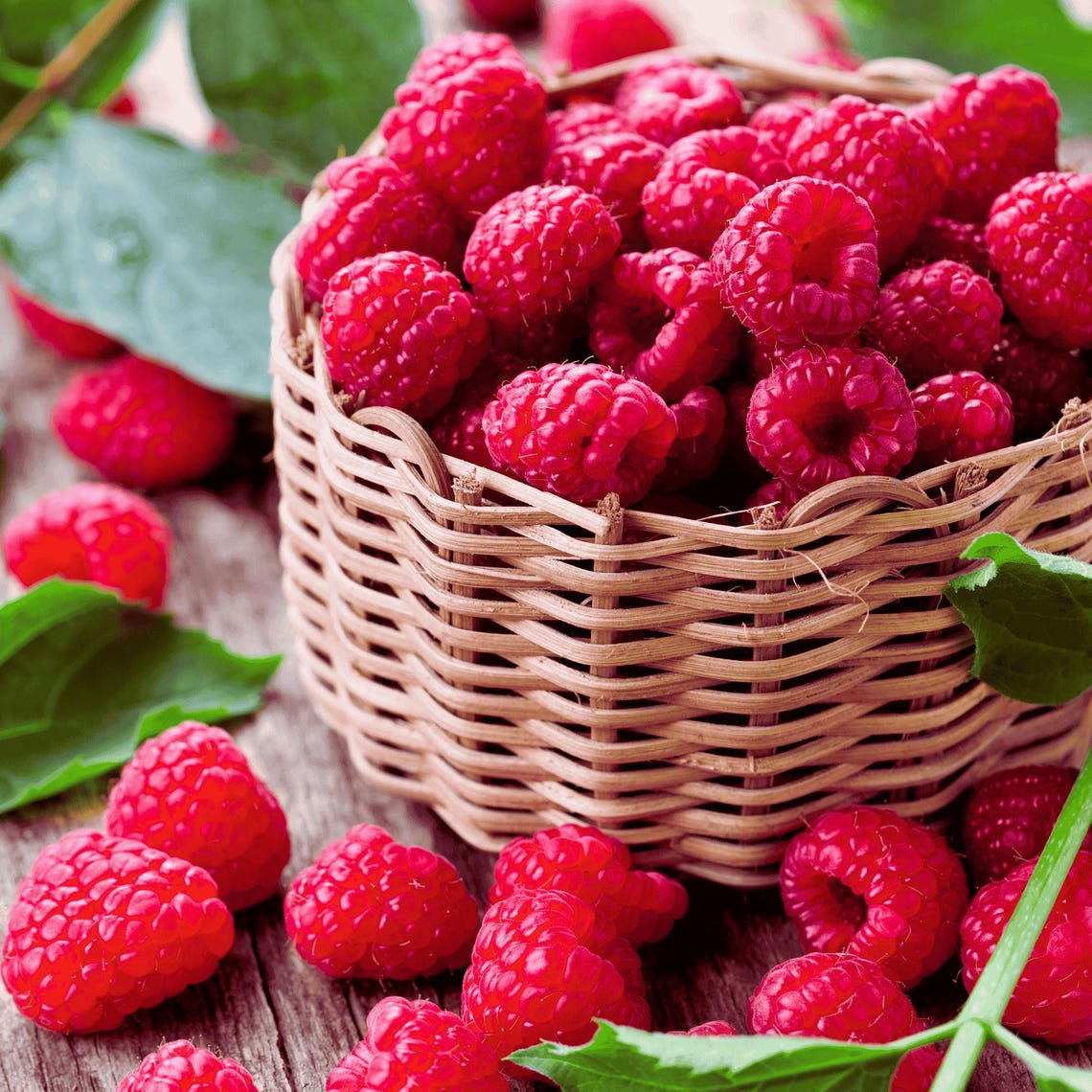 Prelude Raspberry Plants – Bare Root Cane, 1-year-old – Extra Early Red ...