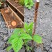 Golden-raspberry-plant-anne-non-gmo-buy-3-get-1 - Etsy
