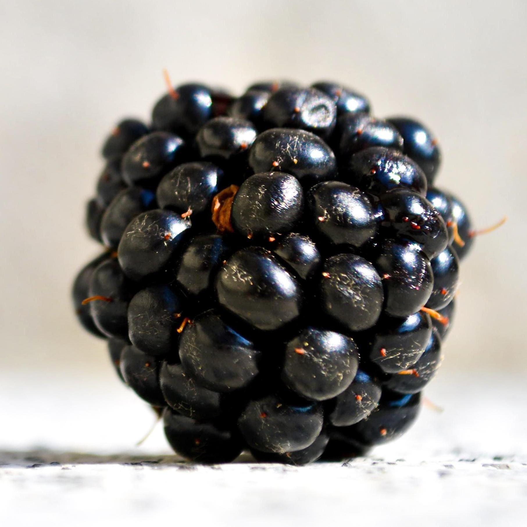 Ponca Blackberry Bare Root Plants – Thornless Early Season Variety ...