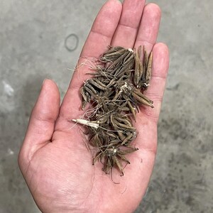 Ranunculus Aviv Rose - Buy 4 Get 1 Free - Etsy