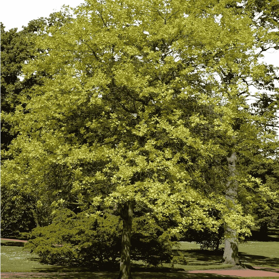 2 Pin Oak Tree - 2-3' Live Bareroot Plants - Pyramidal Shape - Glossy ...