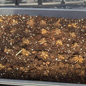 Ranunculus Aviv Rose - Buy 4 Get 1 Free - Etsy