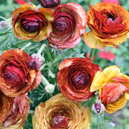 Ranunculus Aviv Rose Buy 4 Get 1 Free - Etsy