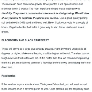 Golden-raspberry-plant-anne-non-gmo-buy-4-get-1 - Etsy