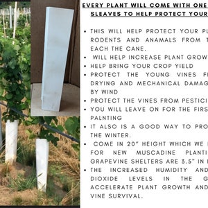 1 CABERNET VOLOS Grape Vine - 1 Bare Root Live Plant - Buy 4 Get 1 Free ...