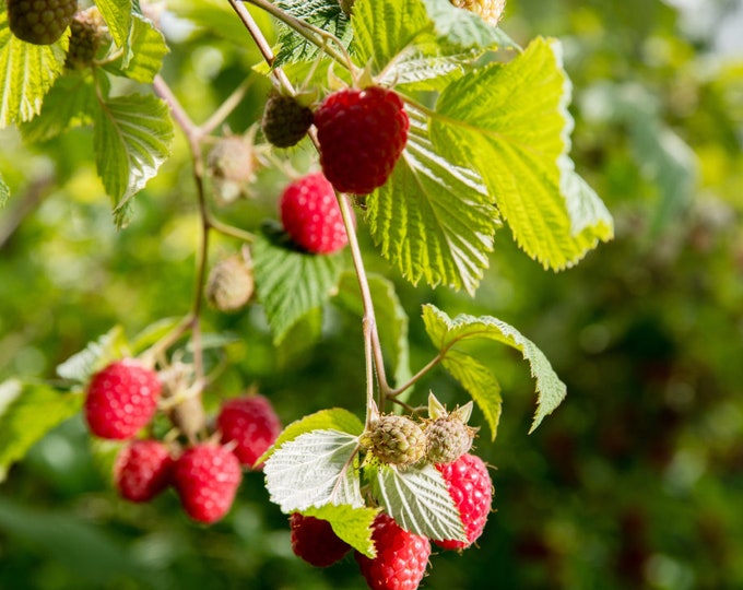 2 Raspberry Plants Joan J - Completely Thornless, Everbearing, High ...