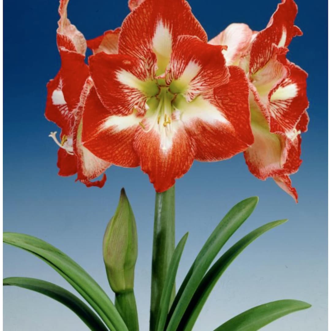 1 Amaryllis Peruvian 'minerva' Size 36/38 Cm - Beautiful Blooms - Free ...