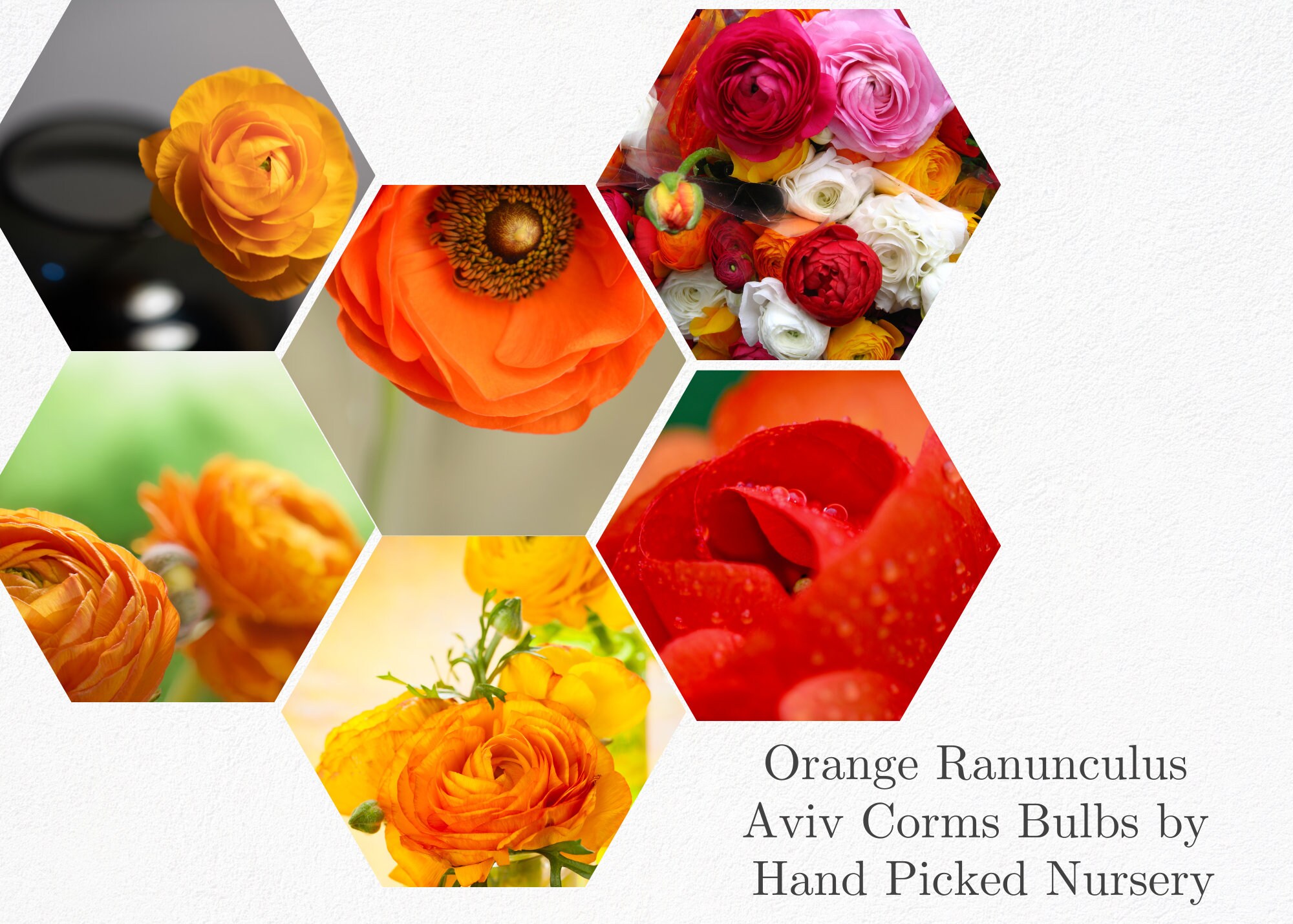 25 Ranunculus Orange Shade Bulbs - Buy 4 Get 1 Free - Etsy