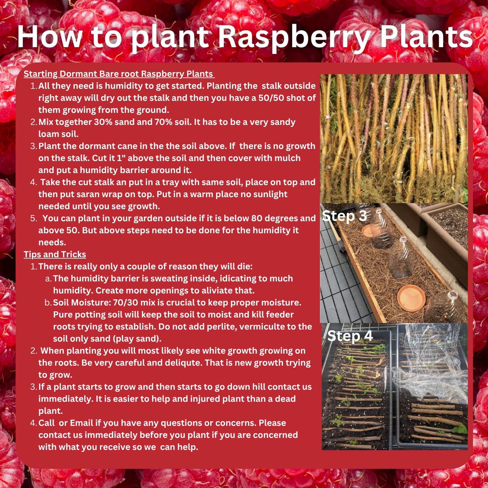 Prelude Raspberry Plants – Bare Root Cane, 1-year-old – Extra Early Red ...