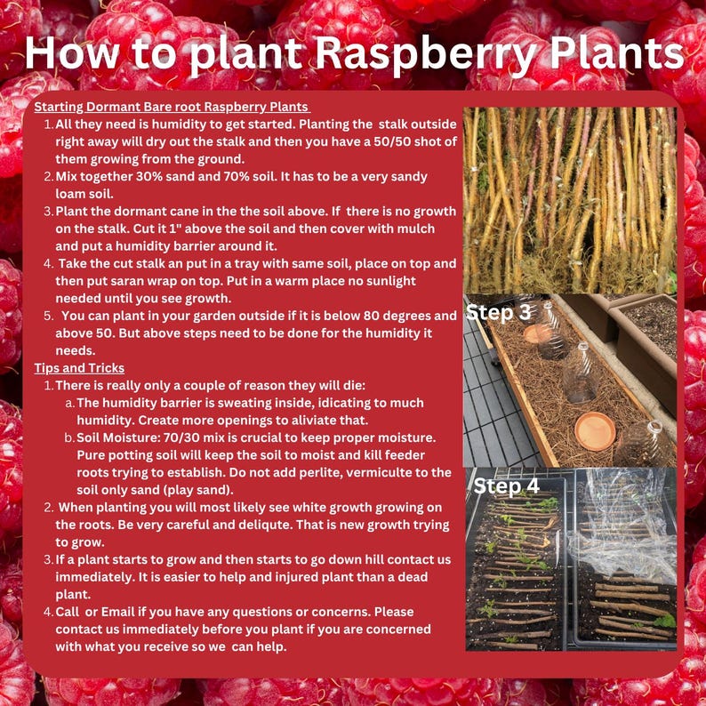 Prelude Raspberry Plants – Bare Root Cane, 1-year-old – Extra Early Red ...