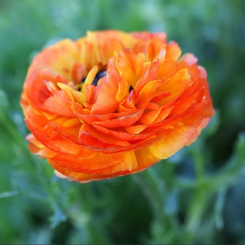 Ranunculus Aviv Rose Buy 4 Get 1 Free - Etsy