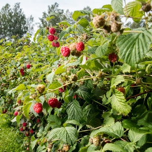 1 Heritage Red Raspberry Plant - NON GMO - Buy 4 Get 1 FREE - Etsy
