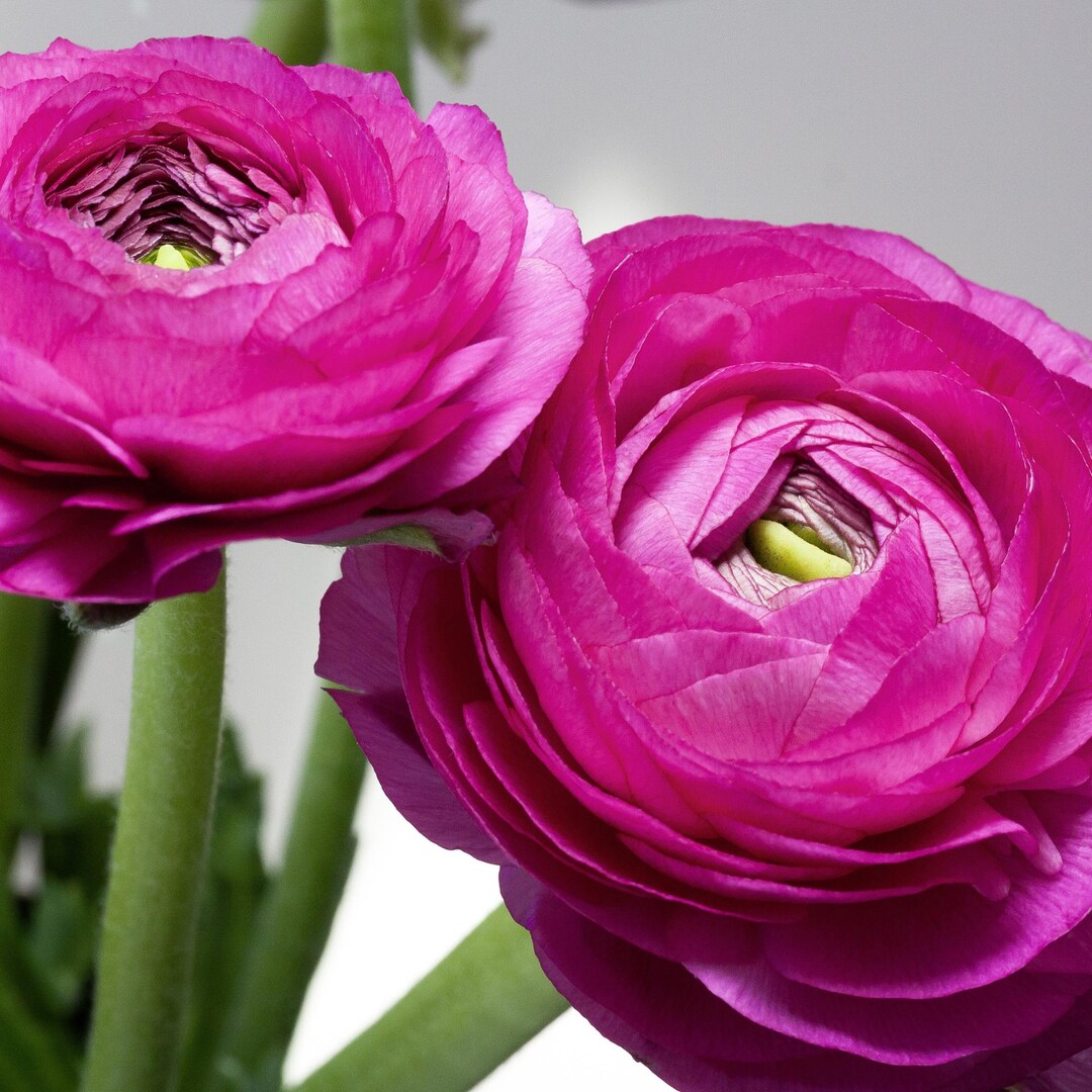 25 Ranunculus Purple Shade Bulbs - Buy 4 Get 1 Free - Etsy