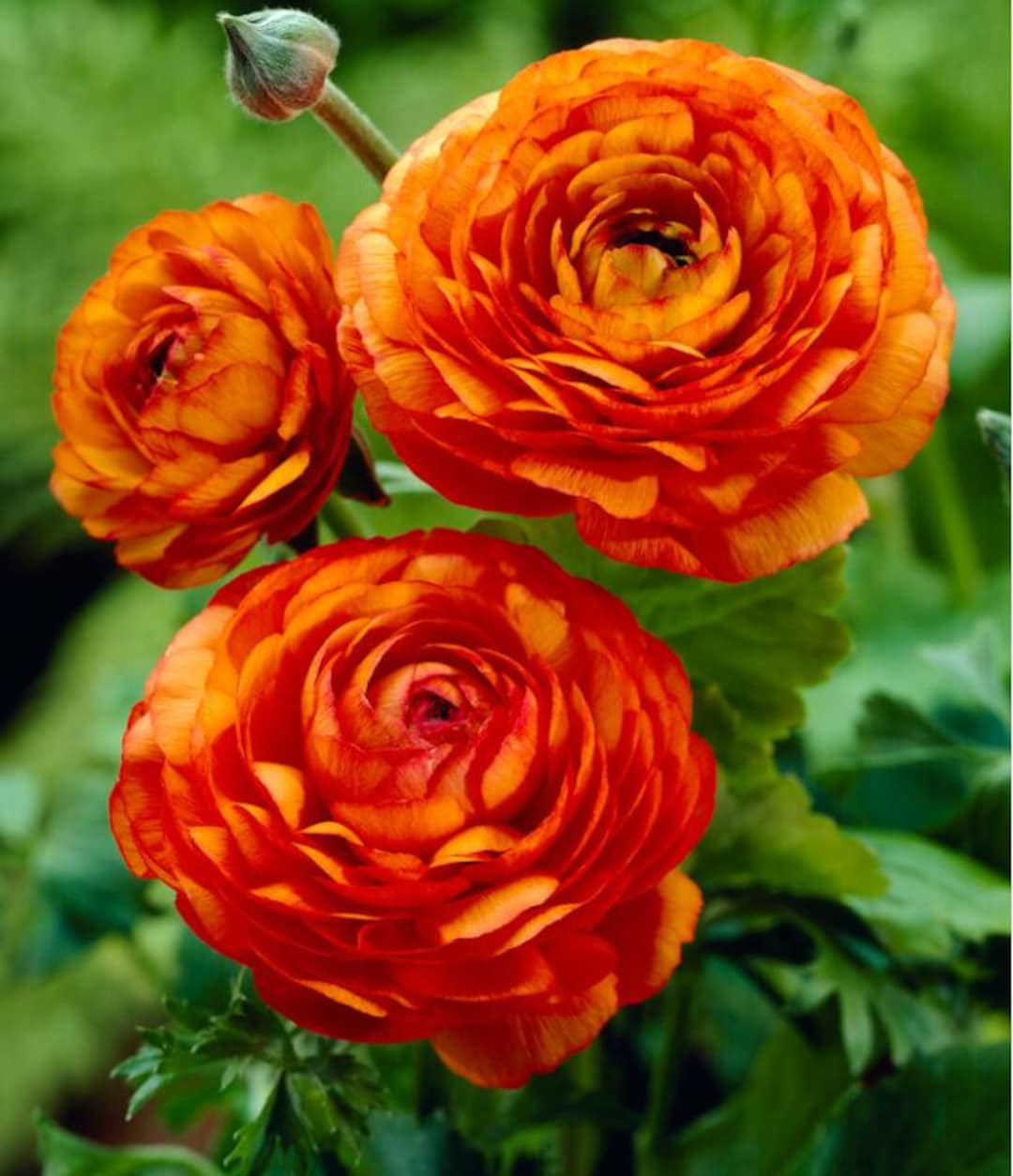 10 Ranunculus Orange Shade Bulbs - Buy 4 Set Get 1 Set Free - Etsy