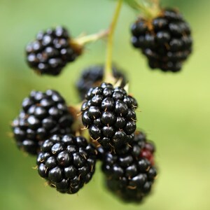 5 Triple Crown Blackberry Plants Bare Root, 1-year-old – Thornless ...
