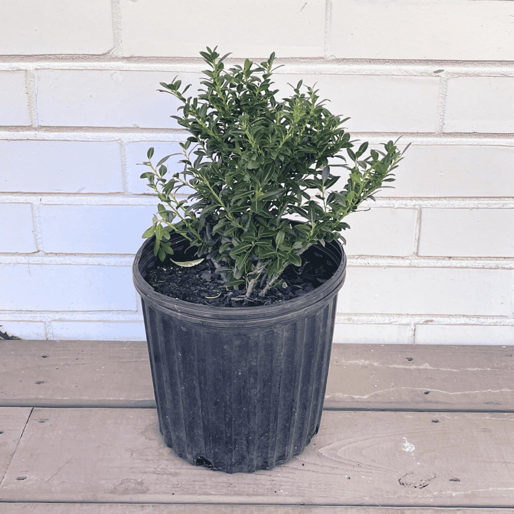 Soft Touch Japanese Holly Tree - Ilex Crenata 'soft Touch' - 1 Gallon ...