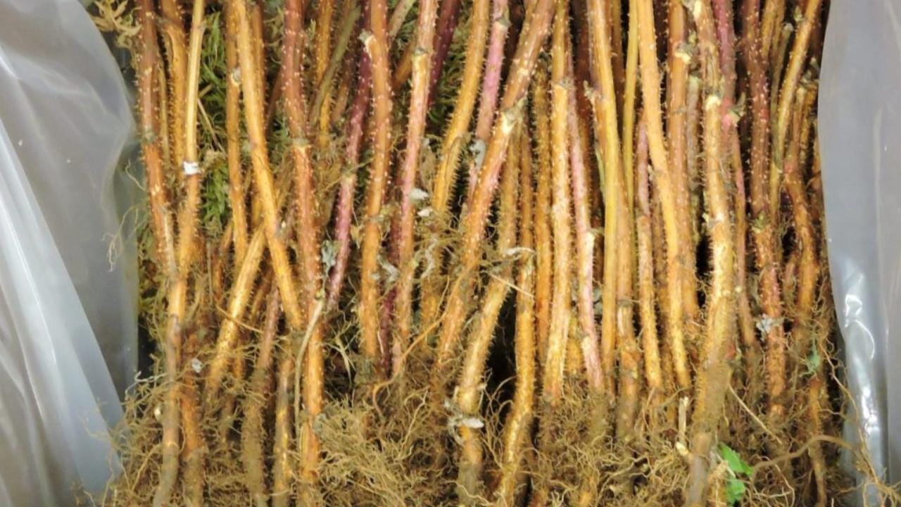 Prelude Raspberry Plants – Bare Root Cane, 1-year-old – Extra Early Red ...