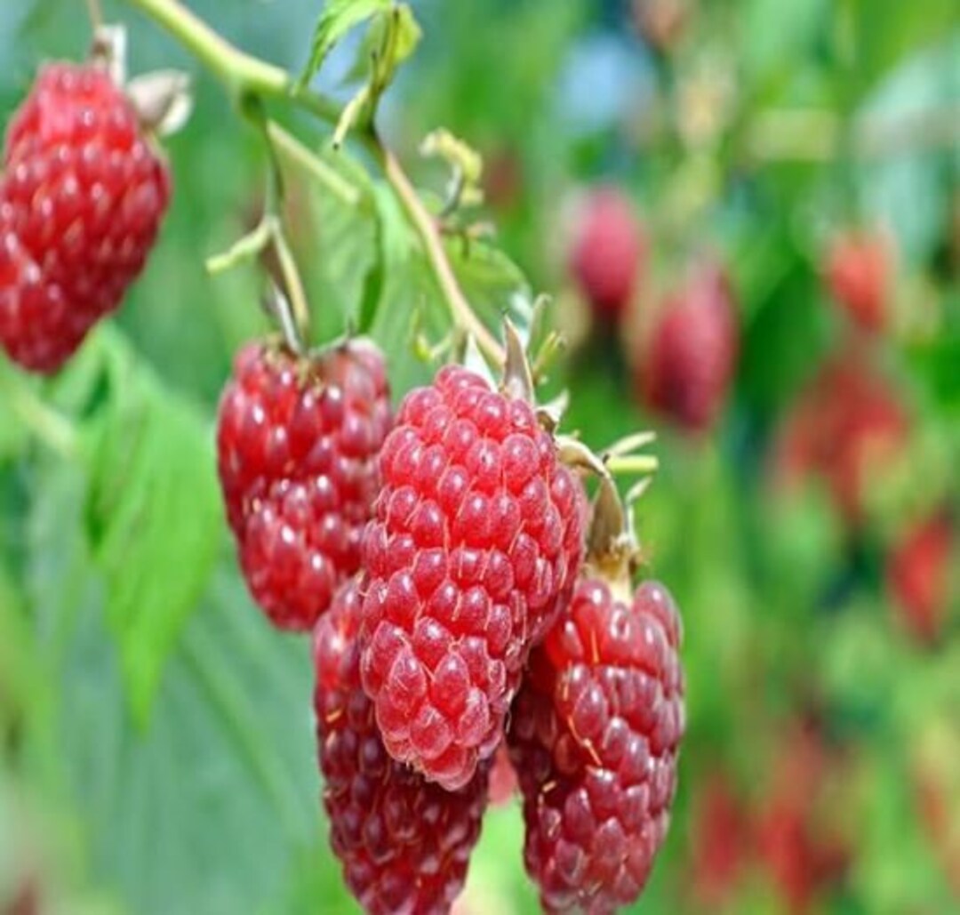 1 Gallon Potted Polana Red Raspberry Plant NON GMO Buy 3 Get 1 FREE - Etsy