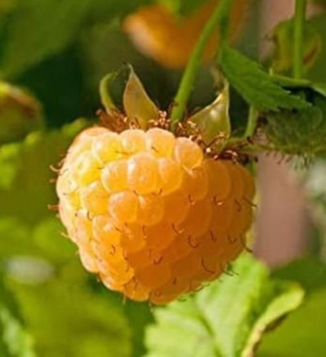 1 Gallon Potted Anne Golden Raspberry Plant NON GMO Buy 3 Get 1 FREE - Etsy