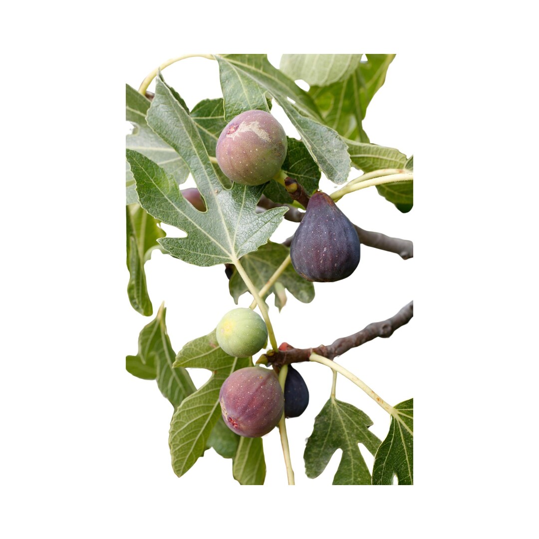 Fig Plant 'black Mission' - Live Fig Tree Starter Plant - Sweet and ...