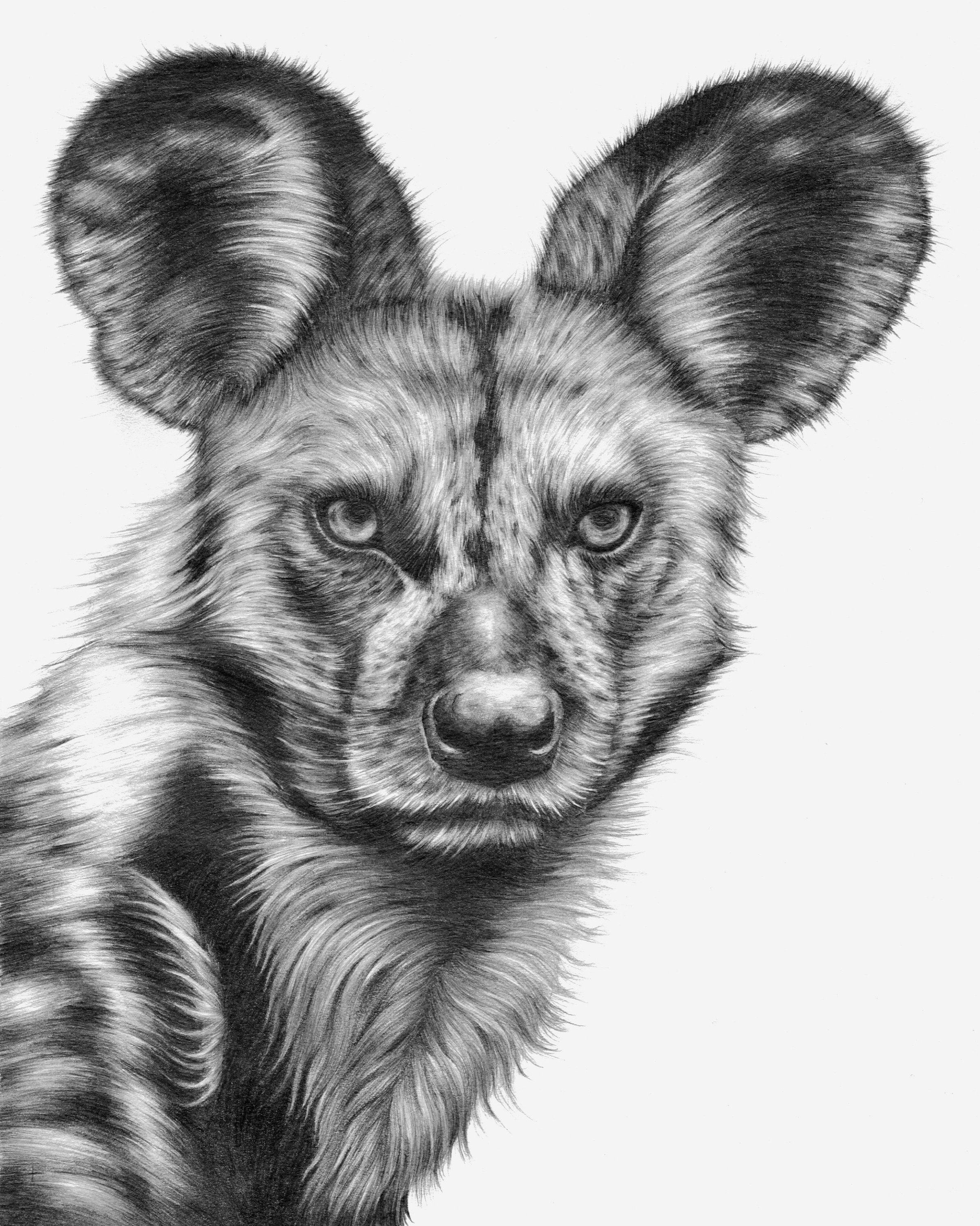 African Wild Dog Drawing