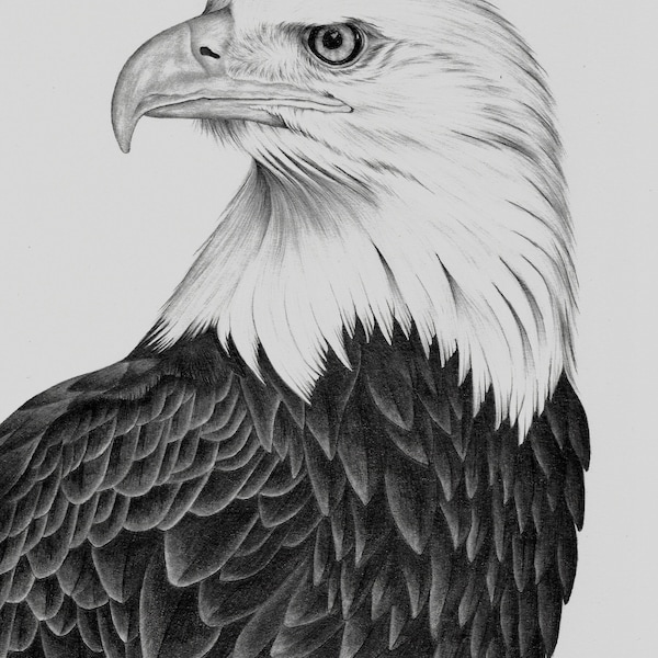 Eagle Drawing - Etsy