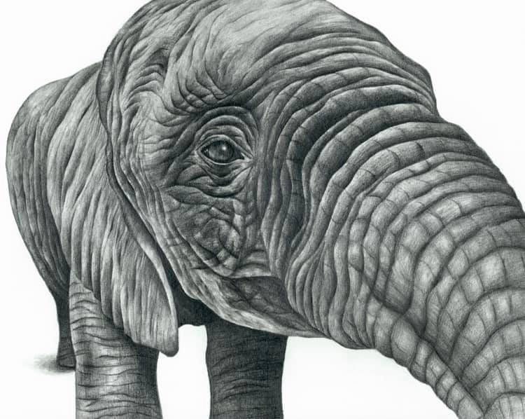 Elephant Face Pencil Drawing
