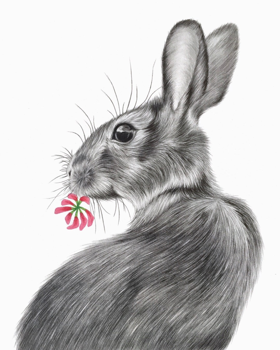 Rabbit Drawing PRINT - Etsy
