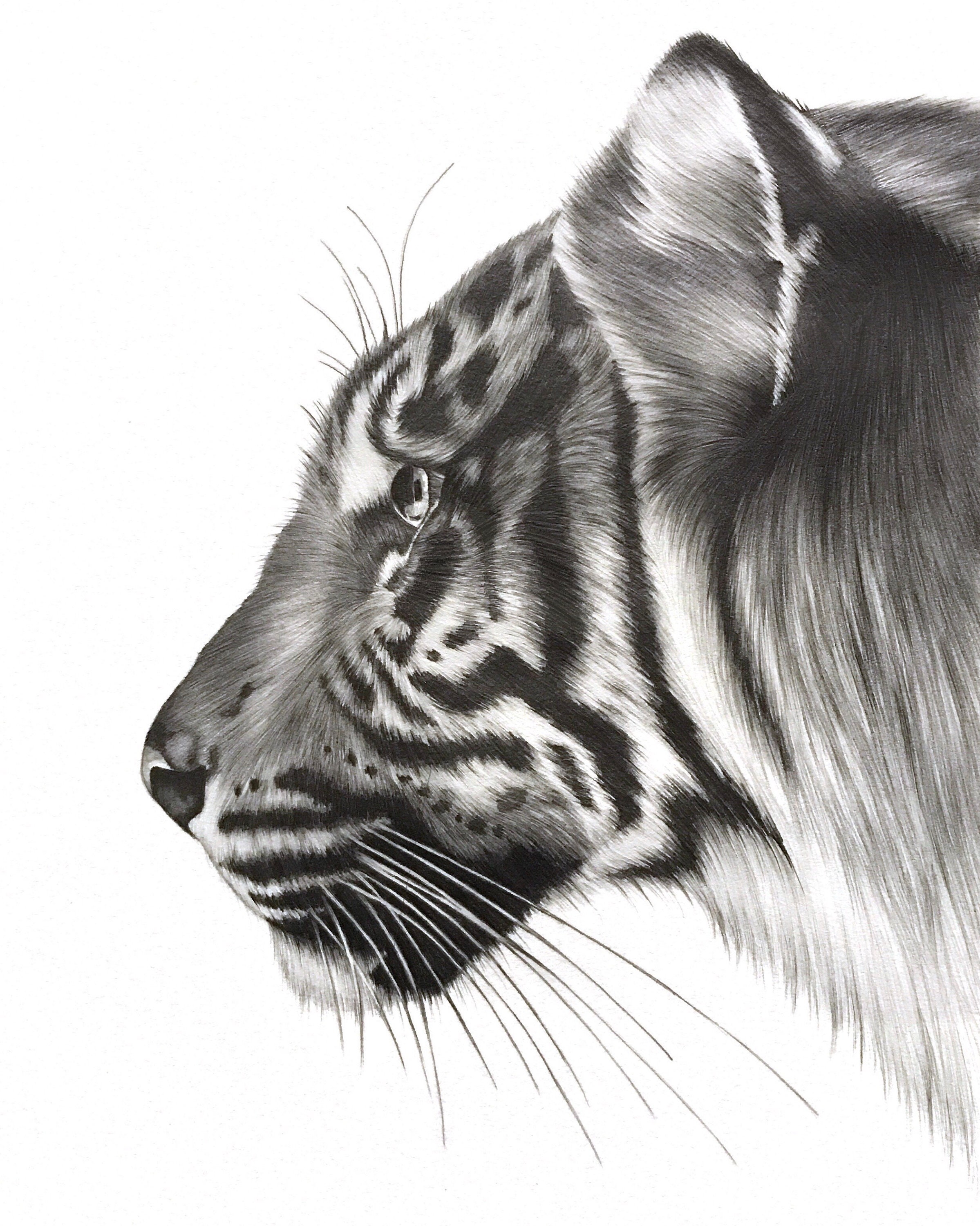 Tiger Drawing PRINT - Etsy