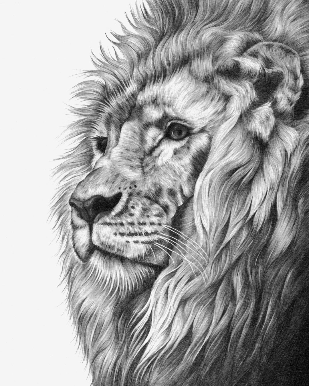 Lion Drawing PRINT - Width: 8 inches, Height: 10 inches - Etsy