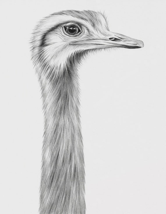 Ostrich Drawing PRINT | Etsy