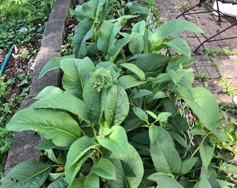10 Bocking 4 Comfrey Root Cuttings Perfect for Gardening & Natural ...