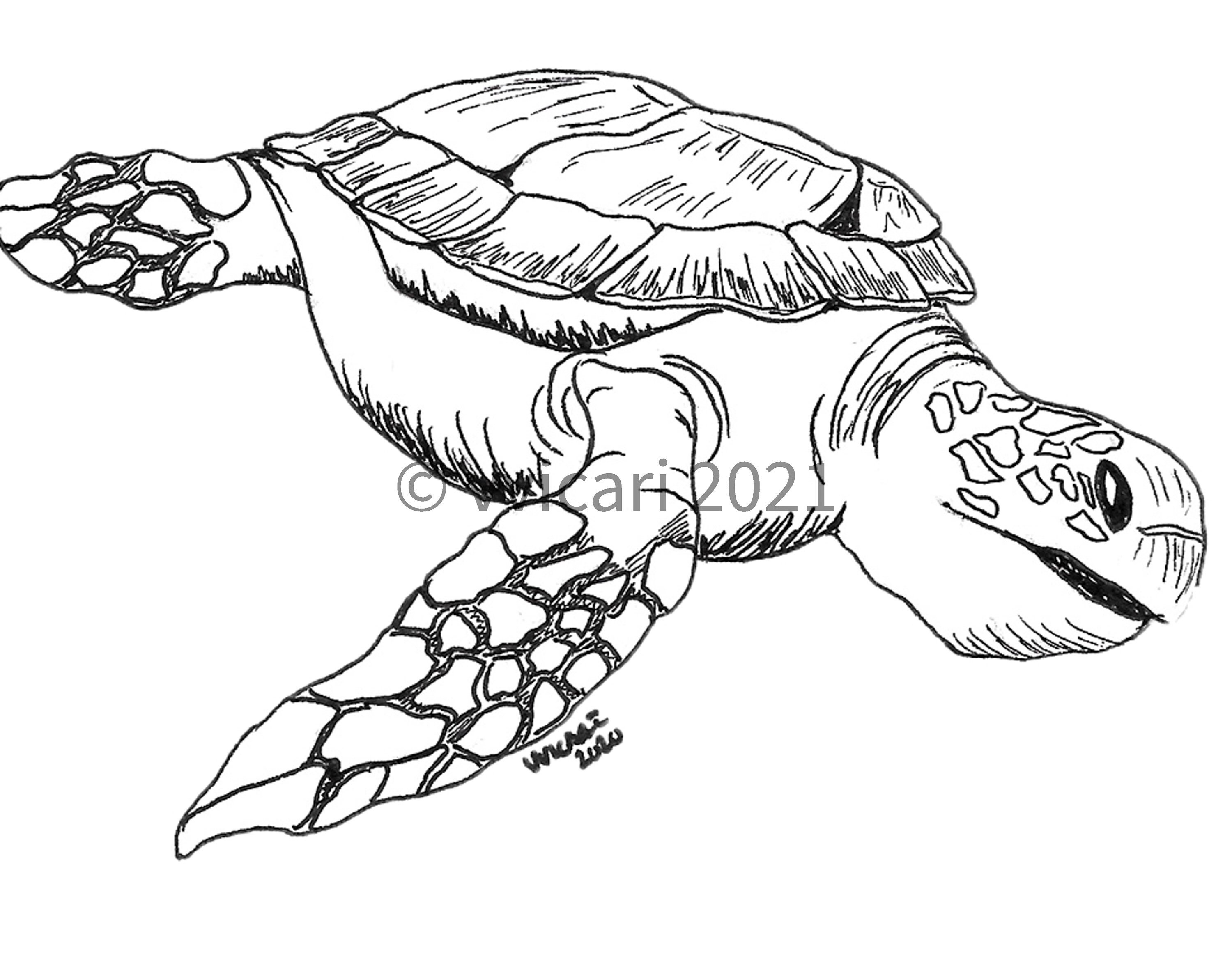 Snapping Turtle Clip Art