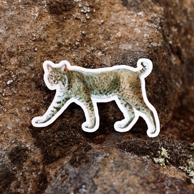 California Cats Sticker Set: Two Vinyl Stickers Bobcat | Etsy