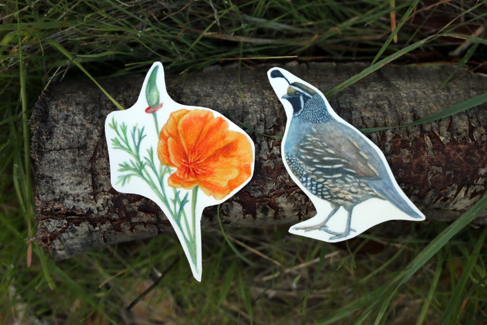 California Poppy & Quail Sticker Set: Two Vinyl Stickers | Etsy