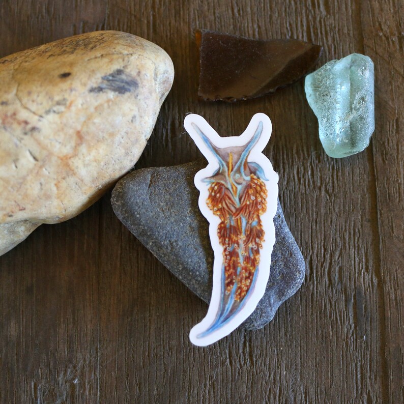 California Tide Pools Stickers: Four Vinyl Stickers Ochre Sea - Etsy